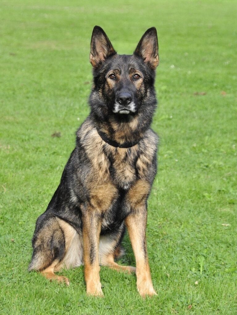 Owning A German Shepherd Pros And Cons • 2025