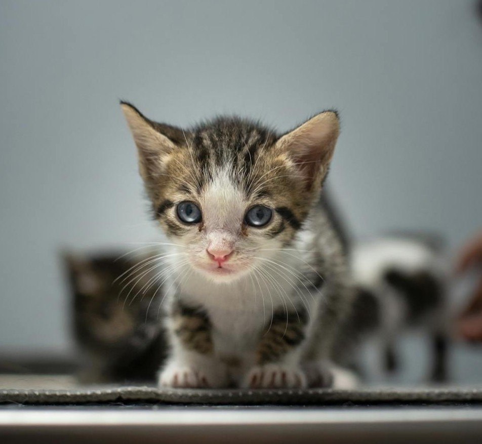 Top 10 Common Kitten Health Issues • 2026